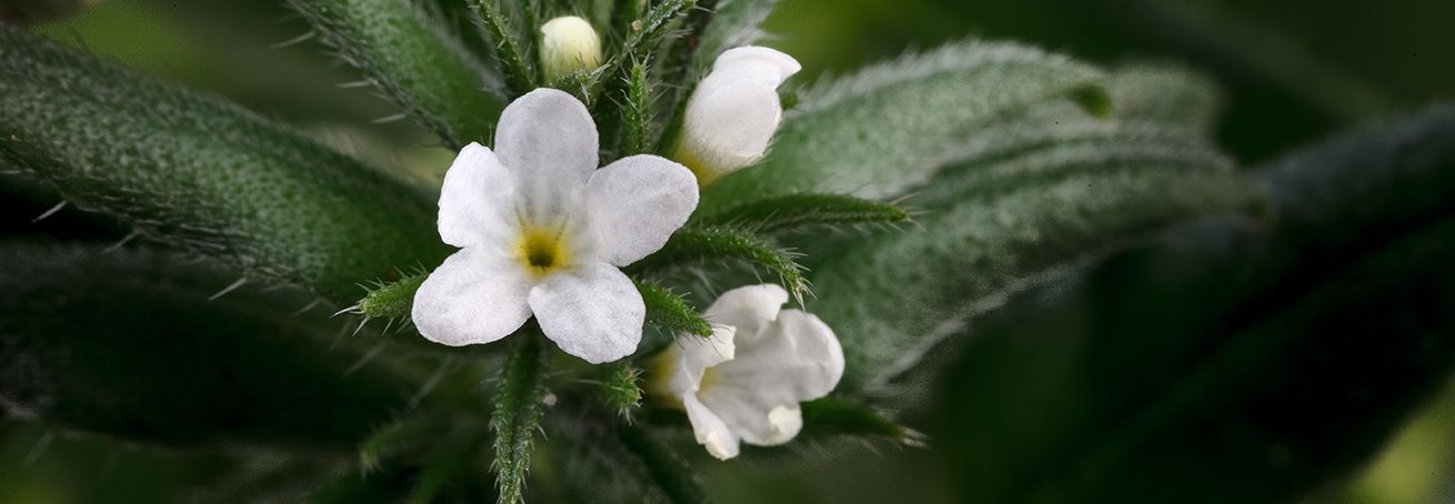 De Wit Speciality Oils - Ahiflower