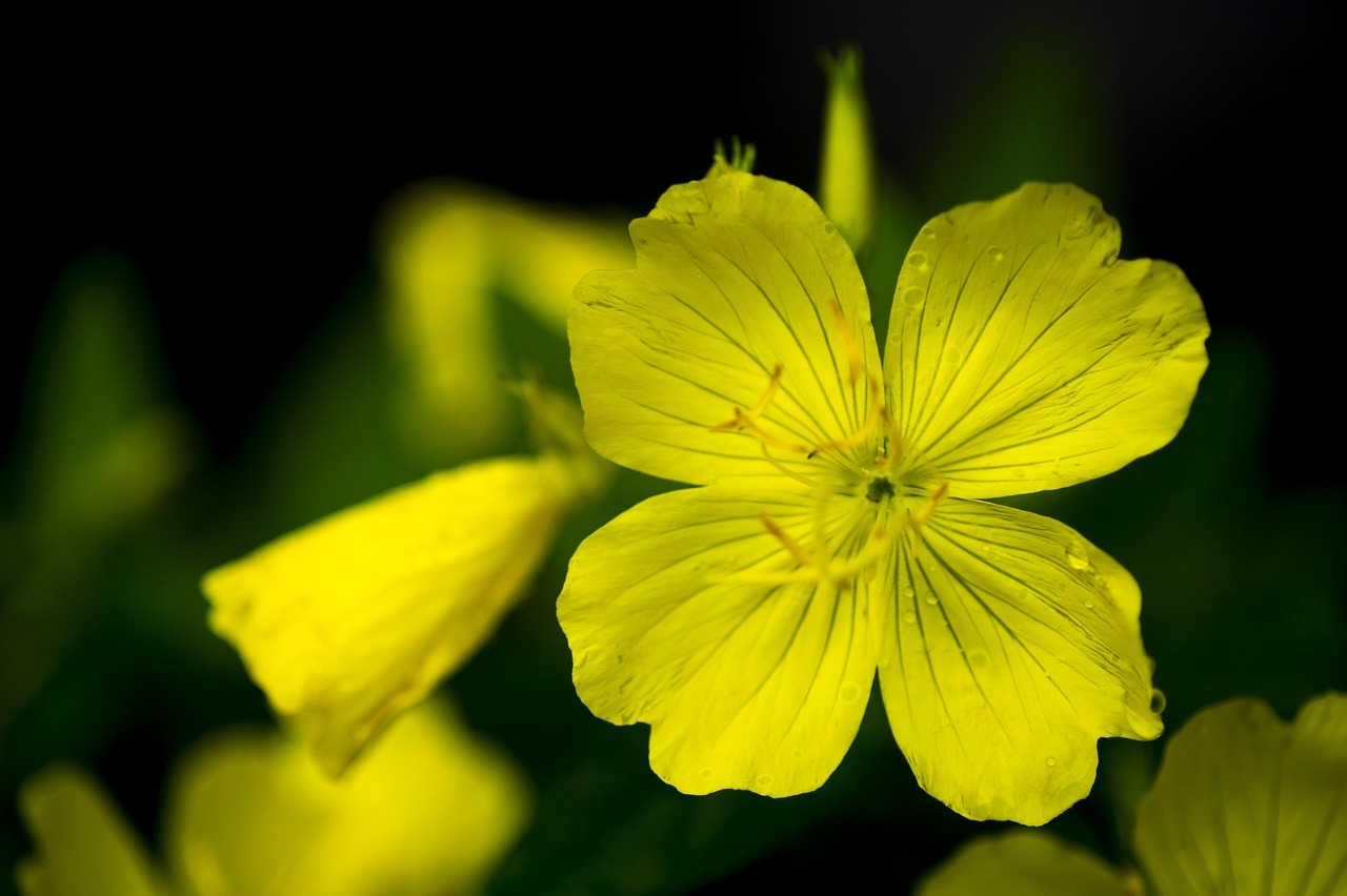 The story of our Evening Primrose Oil (EPO) - dewitoils